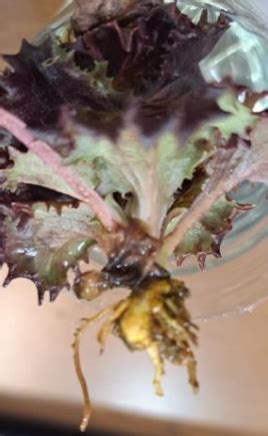 Integrated Management Of Pythium In Hydroponic Lettuce Wikifarmer