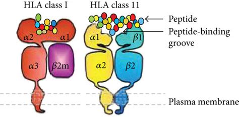 Hla Classes I And Ii Are Heterodimeric Transmembrane Proteins Adopted Download Scientific