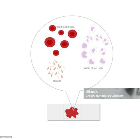 Perbedaan Jenis Sel Darah Eritrosit Limfosit Dan Trombosit Yang Mewakili Dalam Model Slide