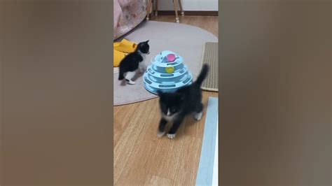 빙글빙글 고양이 고양이 아기고양이 Youtube
