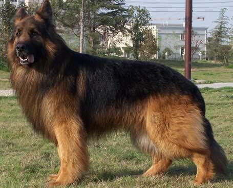 德国牧羊犬也有长短毛之分你更喜欢谁