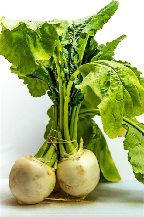 Brassica Rapa Root