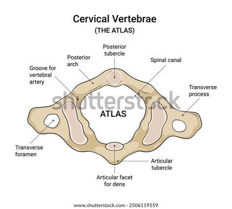 338 C1 Vertebrae Royalty Free Photos And Stock Images Shutterstock