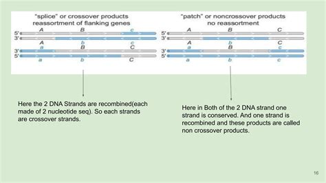 Recombination Types Models Pdf