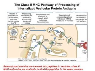 MHC STRUCTURE AND FUNCTION PPTX