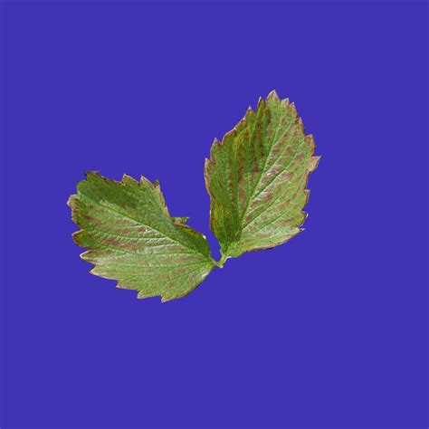 Skripsi Penyakit Daun Stroberi Object Detection Dataset By Skripsi Stroberi