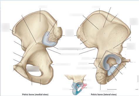 Hip Bone Diagram Quizlet