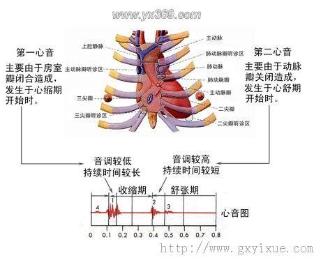 心脏生理 解剖生理学网络课程