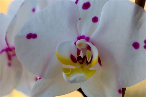 꽃잎에 밝은 분홍색 반점이 있는 흰색 난초의 클로즈업 꽃의 중심은 노란색이며 붉은 정맥이 있습니다 난초 꽃잎은 섬세하고 가장자리가 물결 모양입니다 배경에서 흐릿한 노란색과