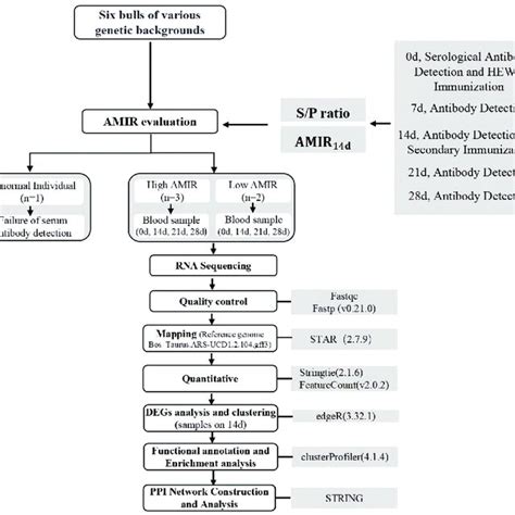 Workflow Of This Study Workflow Of This Study Download Scientific Workflow Of This Study Workflow Of This Study Download Scientific
