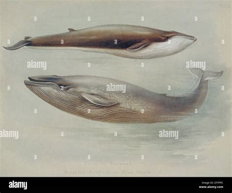 Balaenoptera Musculus Blue Whale And Balaenoptera Physalus Fin Whale Stock Photo Alamy