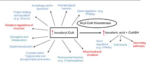 Isovaleric Acidaemia Nhs Isovaleric Acidaemia Summary Bsbf