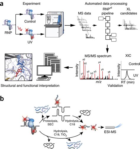 Overview Of The Procedure And Experimental Workflow A Schematic Download Scientific Diagram