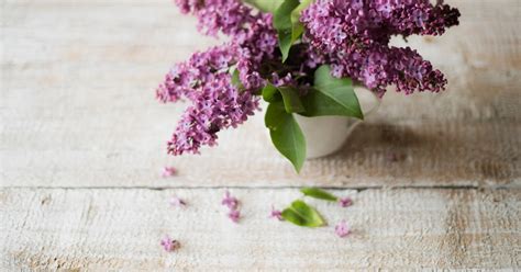 꽃병에 아름 다운 라일락 꽃다발이 테이블에 누워 있습니다 흰색 나무 배경에 스튜디오를 촬영했습니다 사진 Unsplash의 꽃 이미지