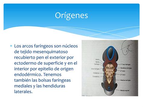 Arcos Faríngeos Pptx