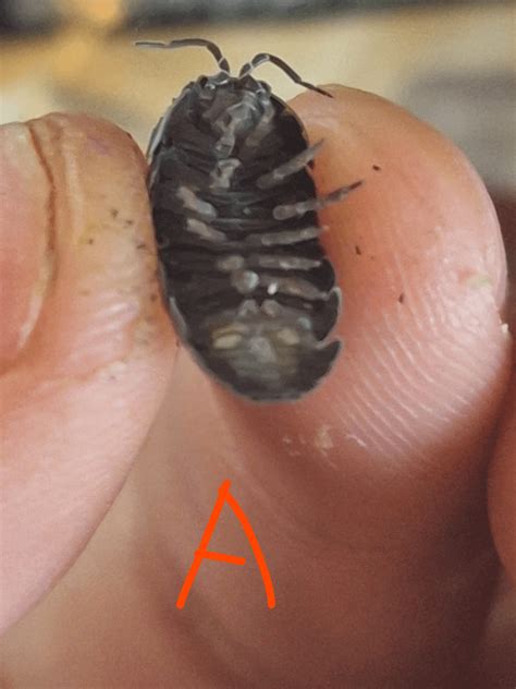 how do i sex my armadillium vulare i got two diffrent adult isopods