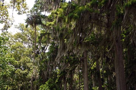 Cypress Bald Tree Free Photo On Pixabay Pixabay