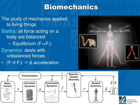 PPT Biomechanics Guest Lecture Kinesiology PowerPoint Presentation ID