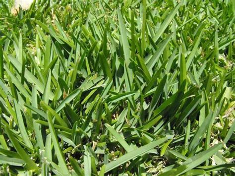 What Planting Zone Is Georgia