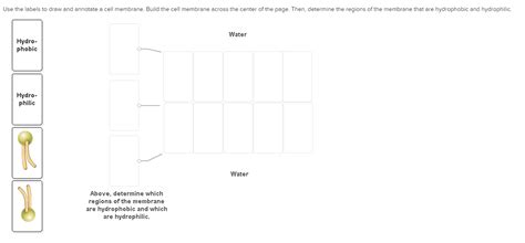 solved use the labels to draw and annotate a cell membrane