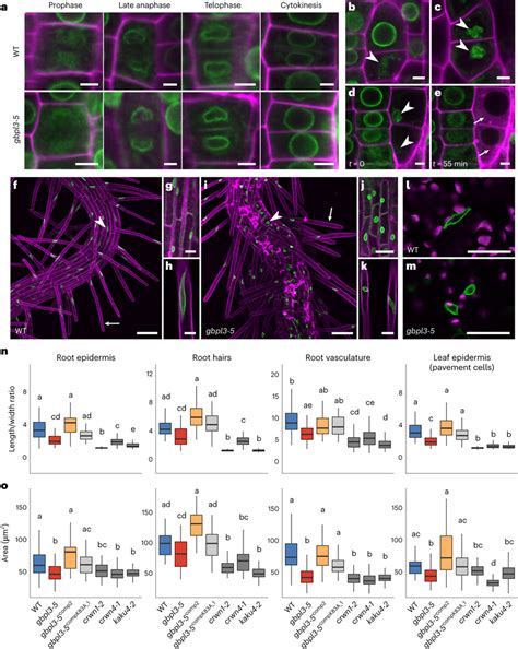 Defects In Nuclear Envelope Formation And In Nuclear Morphology In