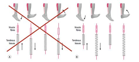 The Elastic Body Fascia Fitness