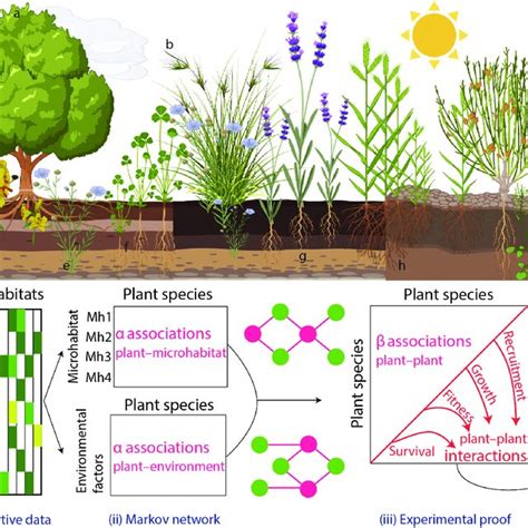 Top Ecosystem Representing Different Plant Species Some Of Them