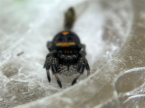 Female Juvenile Phidippus Regius “regal” Jumping Spider 40 True Spider