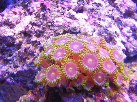 Zoas Community Photos Nano Reef Community