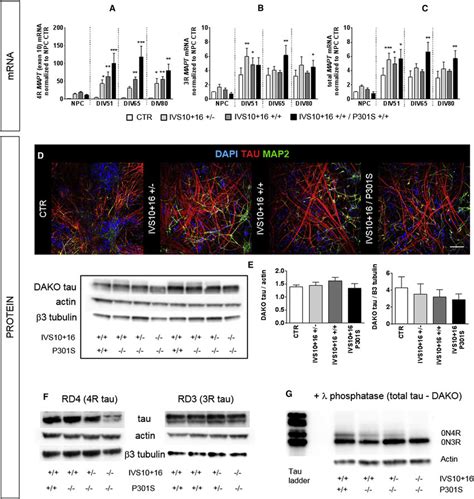 Mapt Ivs10 16 Neurons Display Inclusion Of Exon 10 At Mrna And Protein Download Scientific