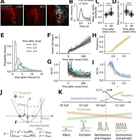 The Heartbeat Undergoes Coordinated Initiation Via A Noisy Snic Download Scientific Diagram