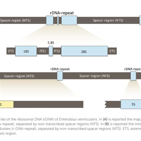 Urine Sample Showing Egg Of E Vermicularis 28 Download