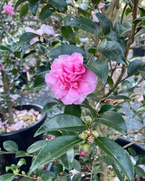 Camellia Sasanqua Camellia Grove Nursery