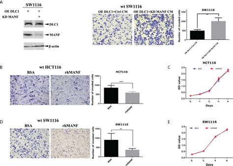 Dlc1 Inhibits Colon Adenocarcinoma Cell Migration By Promoting