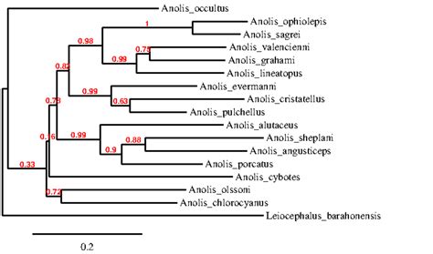 Phylo Tree Of Anoles Evolutionary Biology Anolisoccultus Anolisophiolepis Anolissagrei