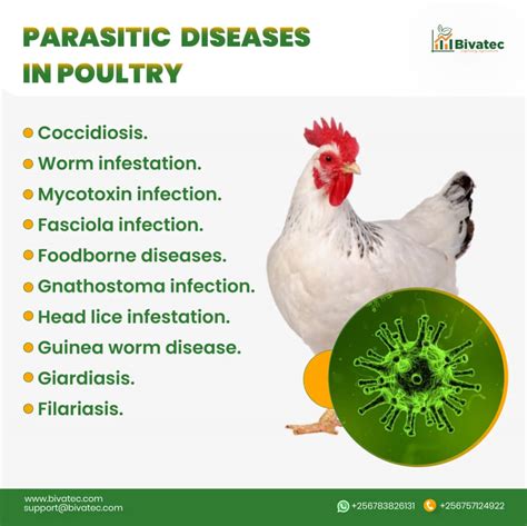 Parasitic Diseases In Poultry Symptoms And Treatment Guide