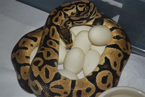 Breeding Python Regius World Of Ball Pythons