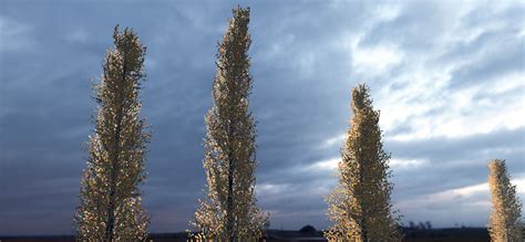 Speedtree 8 Shaders Unity Engine Unity Discussions