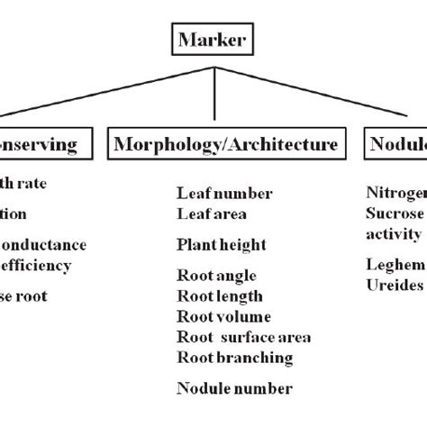 Soybean Root System Architecture Schematic Representation Of The
