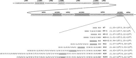 Sequences Of Constructed Synthetic Antibody Libraries The Amino Acid Sequences Of Constructed Synthetic Antibody Libraries The Amino Acid