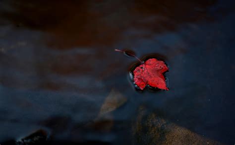 잎 나뭇잎 가을 Pixabay의 무료 사진 Pixabay