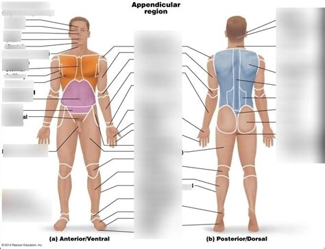 Anatomy Lab Quiz 1 Diagram Diagram Quizlet