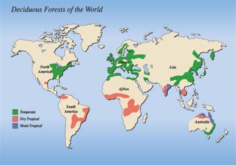 Temperate Deciduous Forest Map