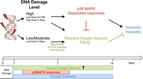 Summary Diagram Illustrating The Proposed Functional And Temporal Download Scientific Diagram