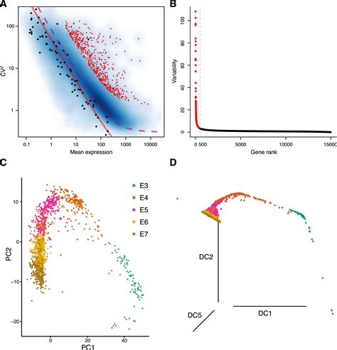Single Cell RNA Seq Reveals Lineage And X Chromosome Dynamics In Human Preimplantation Embryos Cell