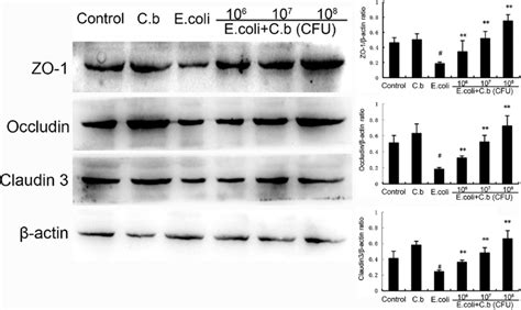 Effects Of C Butyricum On Zo 1 Claudin 3 And Occludin Expression Download Scientific