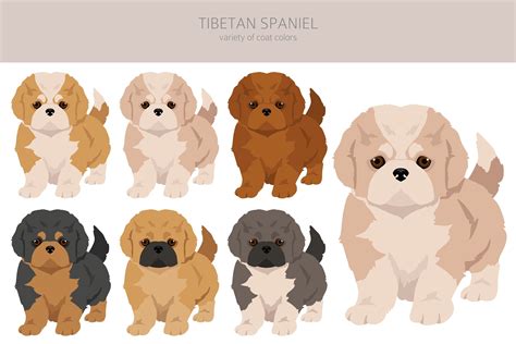 Tibetan Spaniel Furlyfe