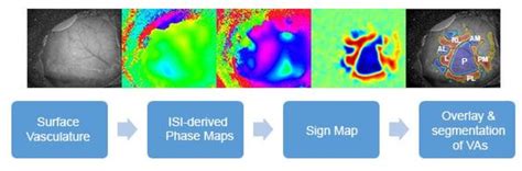 Figure 2 From Allen Mouse Brain Connectivity Atlas Technical White Paper Overview Overview The