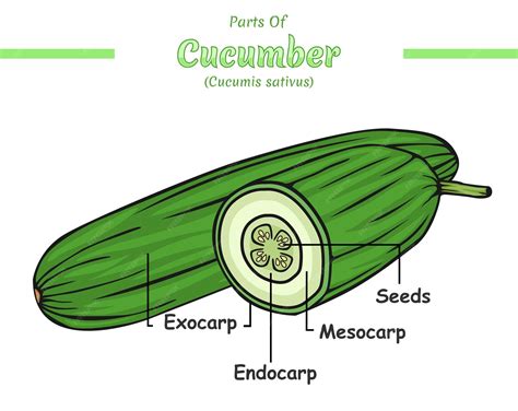 Premium Vector Parts Of Cucumber