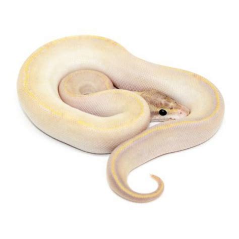 Python Royal Ivory Python Regius